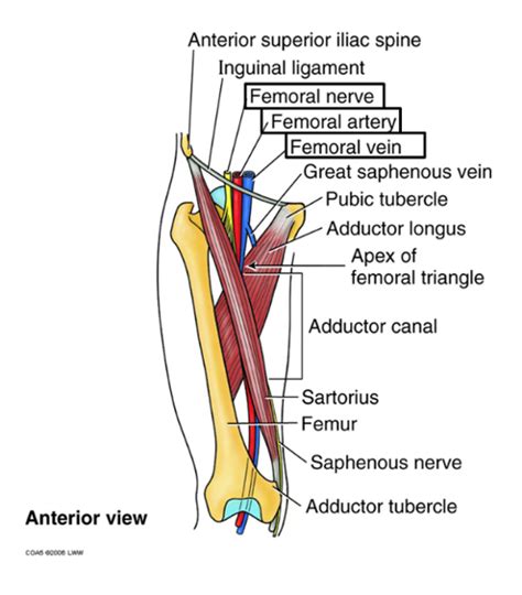 Adductor Canal Anatomy Anatomical Charts And Posters