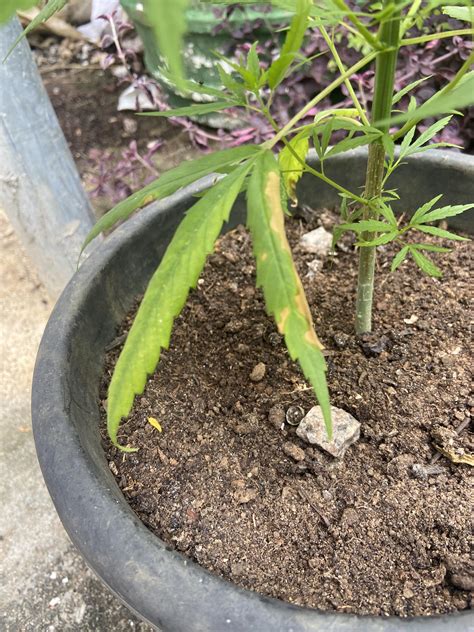 Whats Happening R Cannabisgrowers