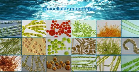Microalgae Synthesis Firm Demeter Nears 100m Yuan In Pre A Round Funds