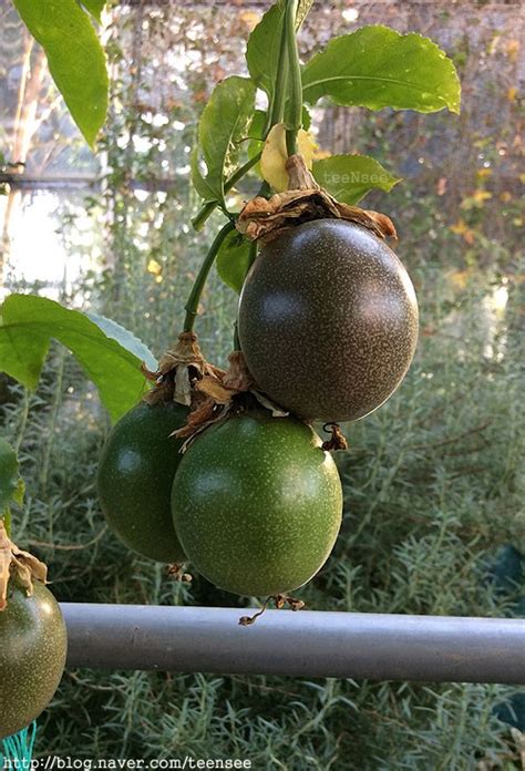 패션푸르트 시계꽃 열매 백향과~ 열매 Passion Fruit 패션후르츠 패션프르츠 네이버 블로그