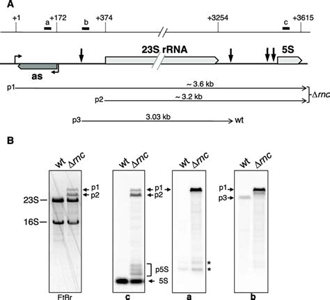 Rnase Iii Processes The 23s 5s Rrna Precursor In Vivo A Schematic
