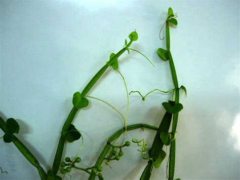 Cissus Quadrangularis Eflora Of India