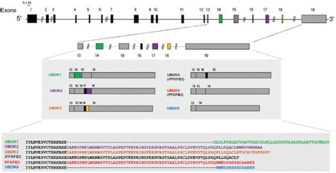 Splicing Pattern Of The Human Pfkfb3 Gene Schematic Of The Alternative