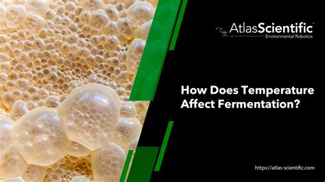 How Does Temperature Affect Fermentation Atlas Scientific