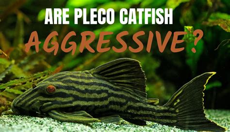 Are Pleco Catfish Aggressive Keeping Catfish