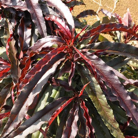 Ruby Ruffle™ Patio Peach Trees For Sale