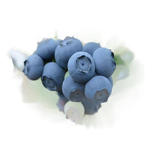 블루베리 생과 2kg 땡큐베리블루팜