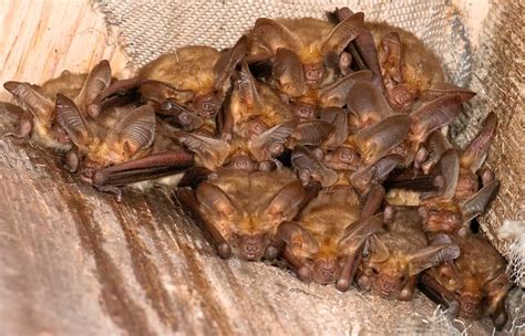 15 Bats That Help Humans More Than You Know Animals Around The Globe