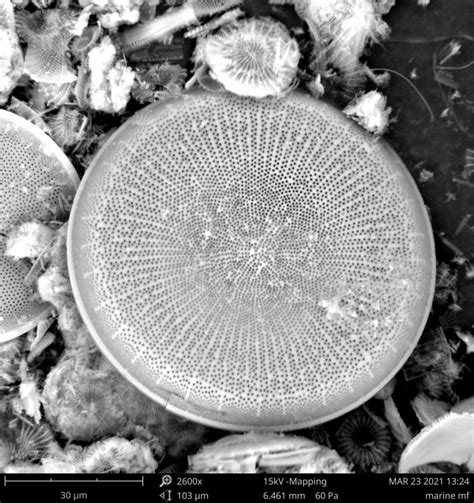 Can Tiny Fossils Disrupt Global Communications Futurum