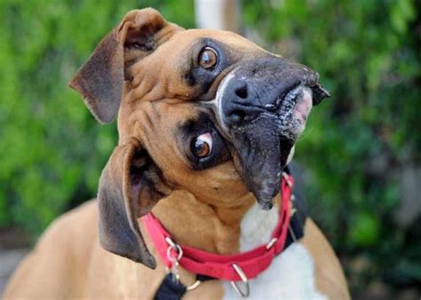 🐶Самые злые породы собак самые надежные охранники Собачье дело Дзен