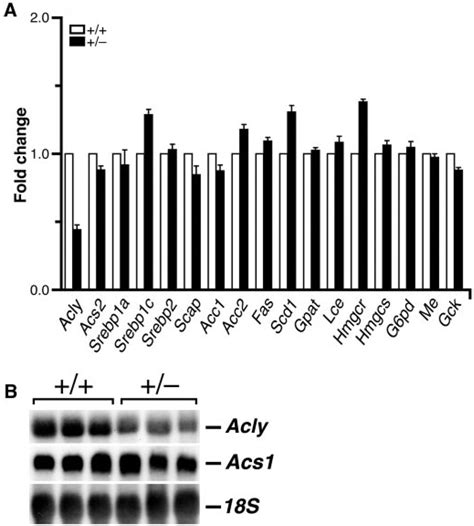 Atp Citrate Lyase Deficiency In The Mouse Pmc
