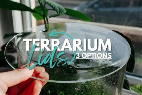 Glass Terrarium Coffin With Lid By Ashland At Taj Wheelwright Blog