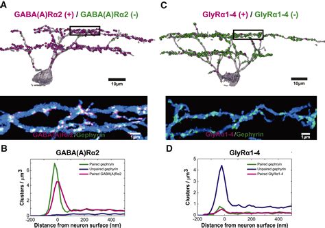 Mapping Synaptic Input Fields Of Neurons With Super Resolution Imaging Cell
