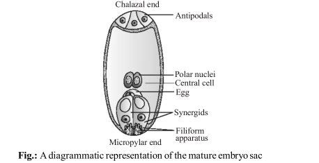 Ncert Solutions For Class 12th Biology Chapter 2 Sexual Reproduction In