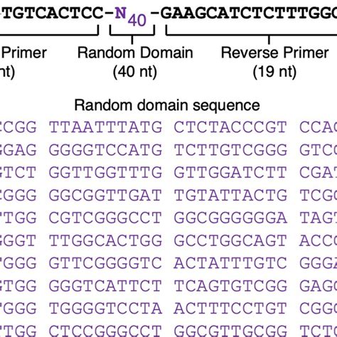 Aptamer Selection A The Sequence Of The Dna Library Used For In Download Scientific Diagram