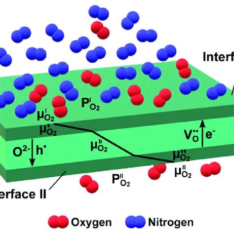 Schematic Diagram Of The Different Sections Involved In The Oxygen Download Scientific Diagram