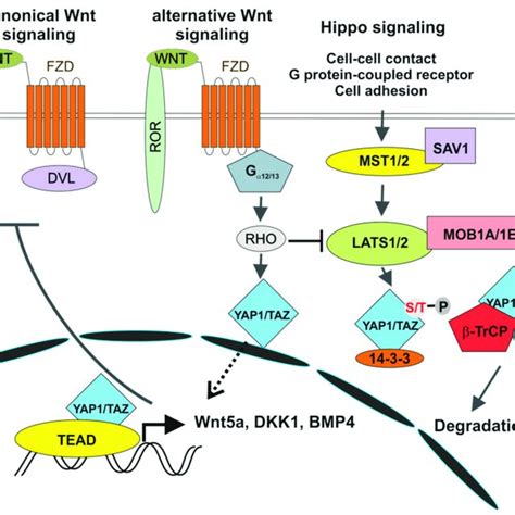 Enhancement Of Wnt Signalling By R Spondin Rspo Ligands Dvl