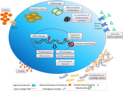 Frontiers Chondrocyte Aging The Molecular Determinants And