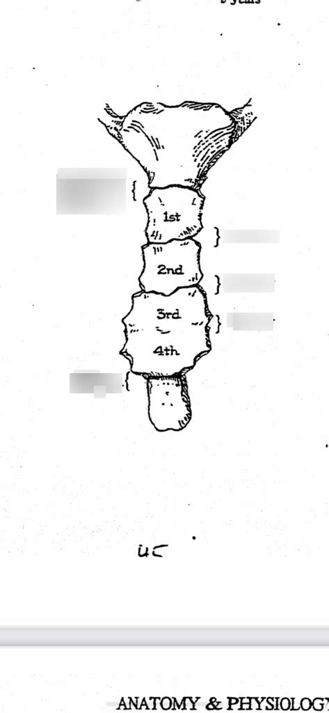 Synostosis With Age Diagram Quizlet