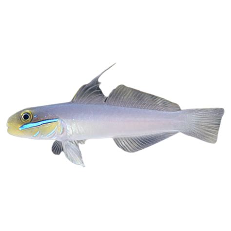 Yellowheaded Sand Sifting Goby Medium Foxy Saltwater Tropicals