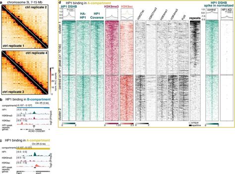 Characterization Of Hp1 Binding Within A And B Compartment A Hi C