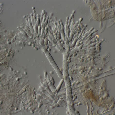 Penicillium Brevicompactum