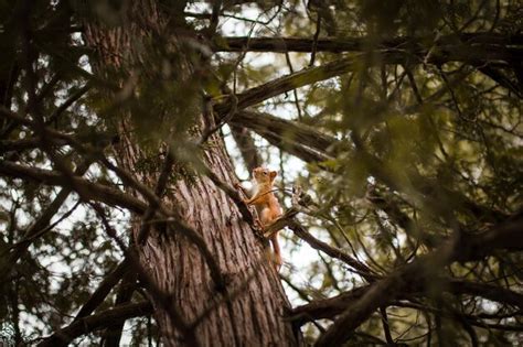 Premium Photo Scurrying Whiskers A Fascinating Exploration Into The