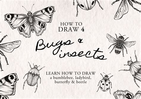 How To Draw Bugs Insects Step By Step Easy Drawing Tutorials Instant Download Procreate