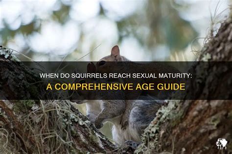 When Do Squirrels Reach Sexual Maturity A Comprehensive Age Guide