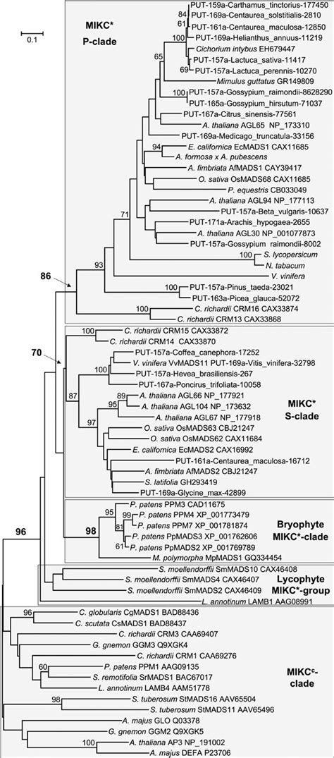 Figure 2 From How Mikc Mads Box Genes Originated And Evidence For Their Conserved Function