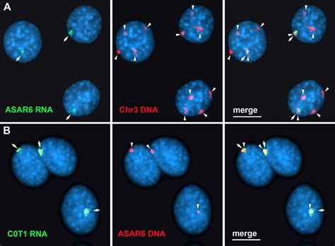 Figures And Data In Asar Lncrnas Control Dna Replication Timing Through