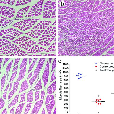Morphology Of Myelinated Fibers A C Osmium Tetroxide Staining Download Scientific Diagram