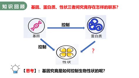 4 2基因表达与性状的关系课件（共19张ppt）2022 2023学年高一下学期生物人教版必修2 21世纪教育网