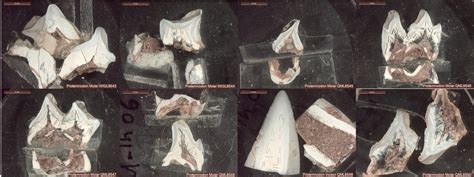 Giant Extinct Kangaroos Preference For Home Over Roaming May Have