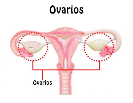 Ovarios Características concepto y ubicación