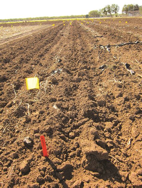 Degradable Mulch As An Alternative To Polyethlene For Watermelon