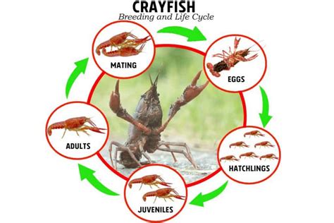 Breeding And Life Cycle Of Crayfish Shrimp And Snail Breeder