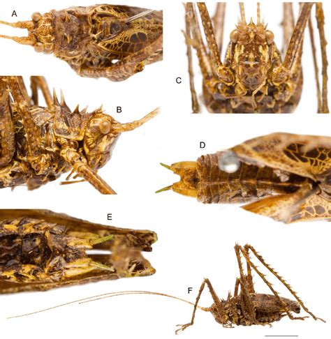 Tettigoniidae Pseudophyllinae Championica Nambiensis N Sp Male