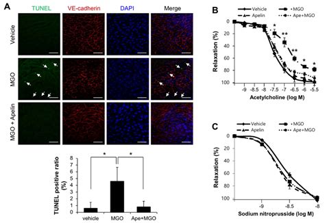 Apelin 13 Protects Aortic Vessels From Mgo Induced Endothelial