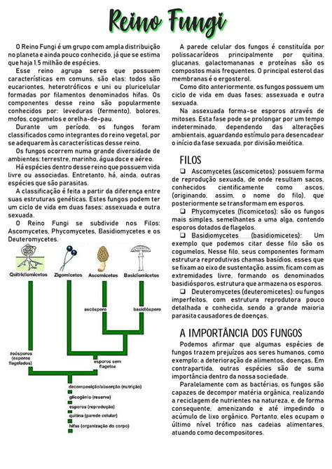 Resumo Reino Fungi Estudos Para O Enem Planos De Estudo Enem
