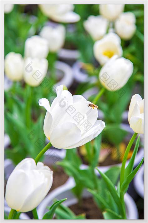 白郁金香图片 包图网