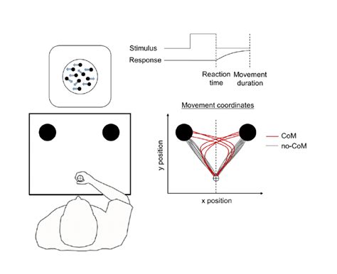 1 Changes Of Mind In The Random Dot Motion Task Participants Judge