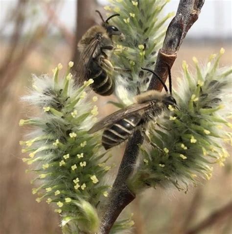 The Buzz About Pussy Willows Cowling Arboretum Carleton College