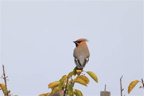 湘南野鳥写真 キレンジャクⅠ