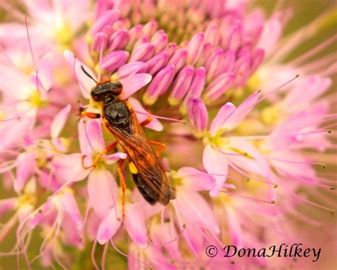 Bumble Bee Wolf Free Photos On