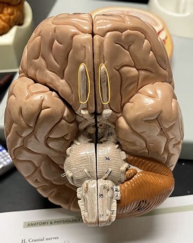 Cranial Nerves Flashcards Quizlet