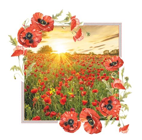 Un campo de amapolas rojas con el sol detrás Vector Premium