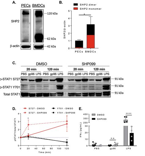 Shp2 Limits Stat1 Phosphorylation In Dcs A And B Cell Lysates From