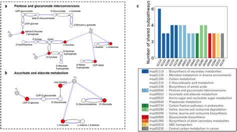 A The Pentose And Glucuronate Interconversion Pathway Is Controlled Download Scientific