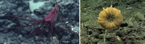 Echinoderm Morphology For Sedimentologists Geological Digressions